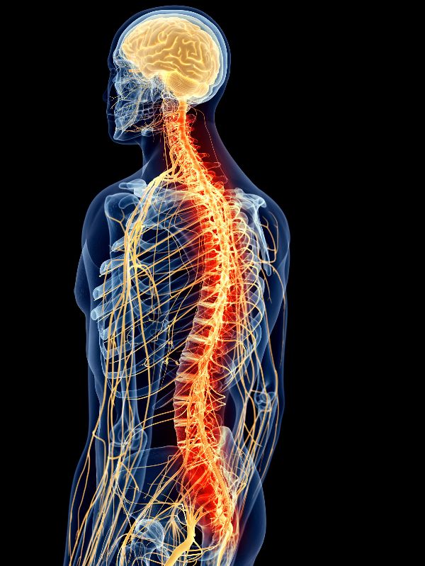 How Brain Plasticity Causes Low Back Pain | The Orthopaedic Therapy Clinic
